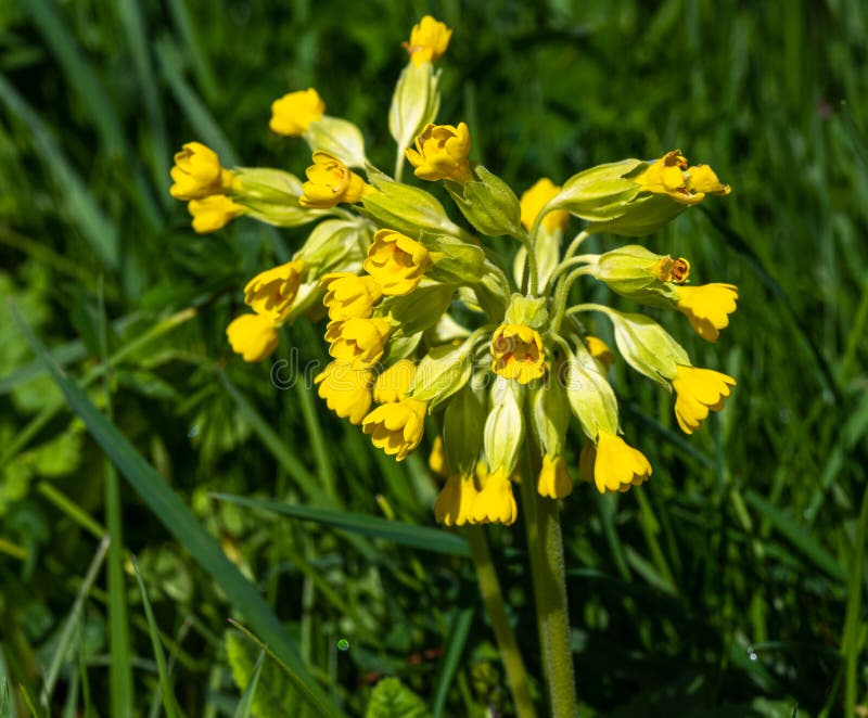 Cowslip, Primula Veris, Primula Officinalis, Primulaceae Stock Image ...