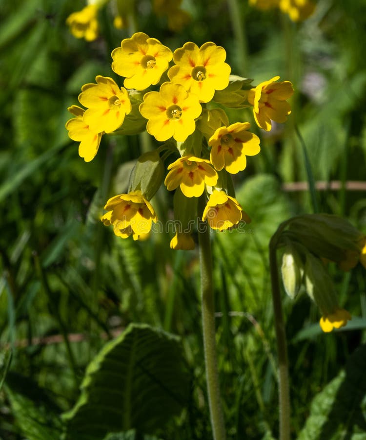 Cowslip, Primula Veris, Primula Officinalis, Primulaceae Stock Image ...