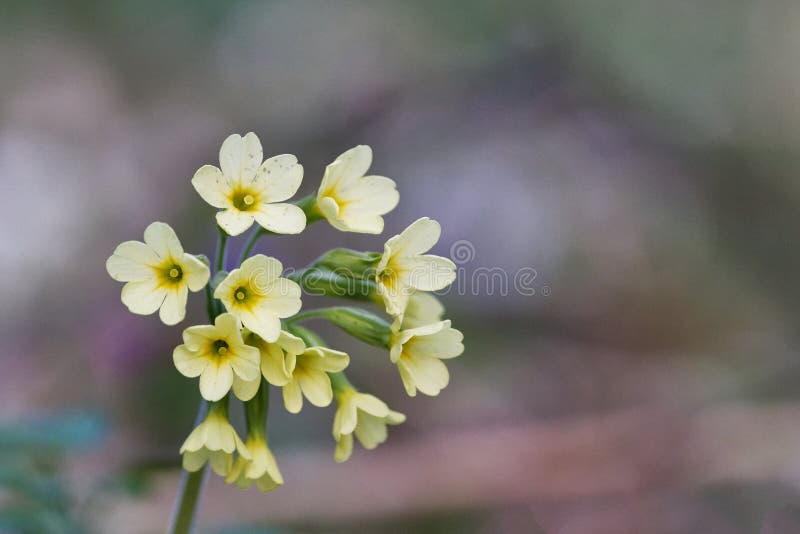 Cowslip Primula Veris in a Wild Stock Image - Image of lobes, blossom ...