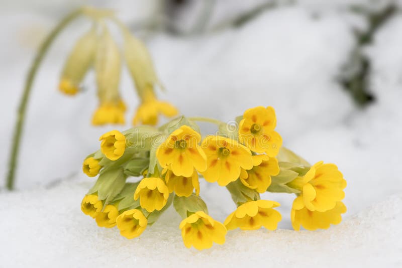 Primula Veris Plants or Cowslip Stock Photo - Image of healthy, grass ...