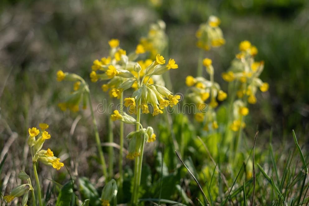 Cowslips stock photo. Image of bloom, floral, edible - 220357134