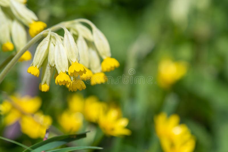 Cowslips primula veris stock image. Image of natural - 180046151