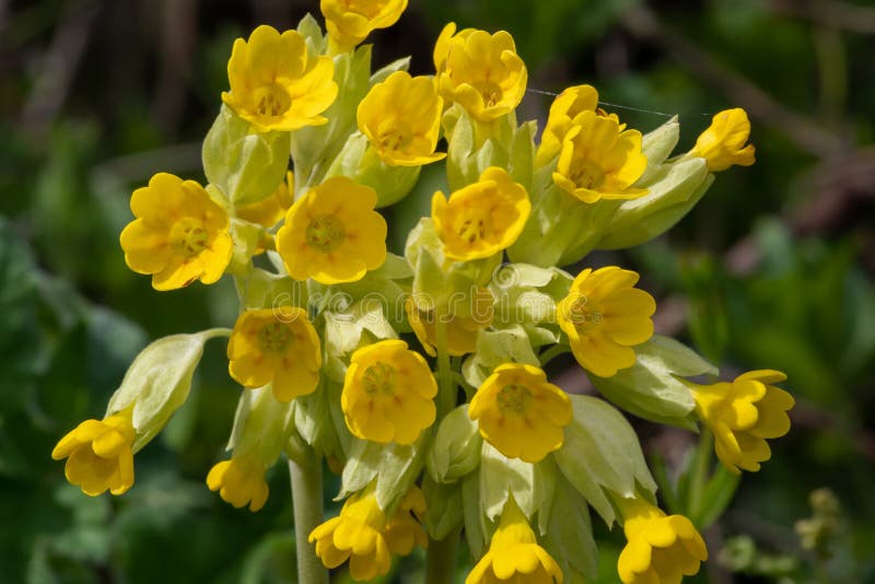 Cowslips primula veris stock image. Image of macro, color - 187934783