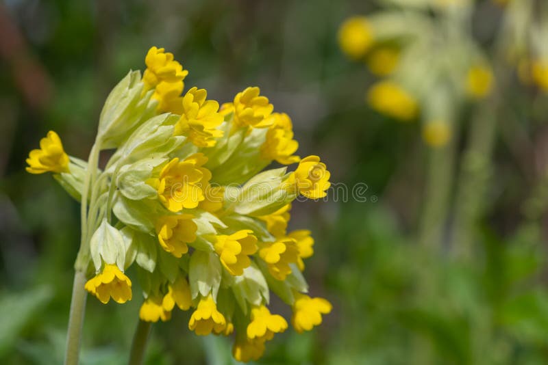Cowslips primula veris stock image. Image of perennial - 198068135
