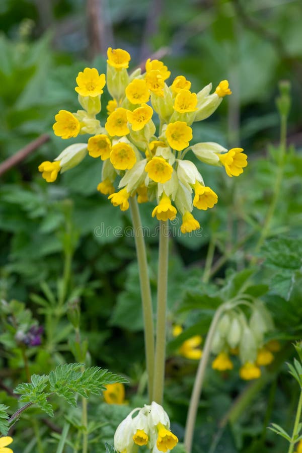 Cowslips primula veris stock photo. Image of flower - 198068184
