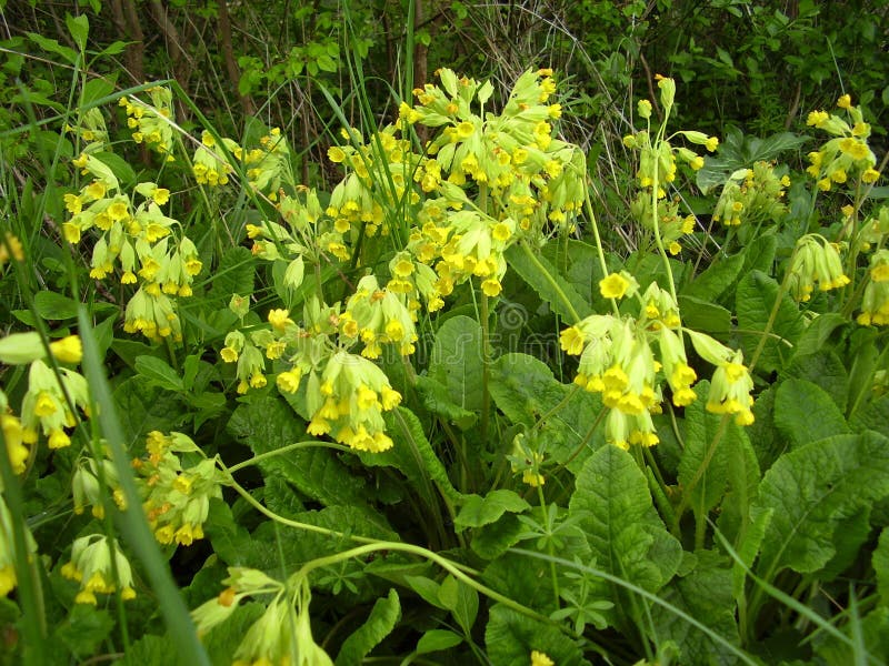 Cowslips stock photo. Image of bunch, organic, herbaceous - 80808948