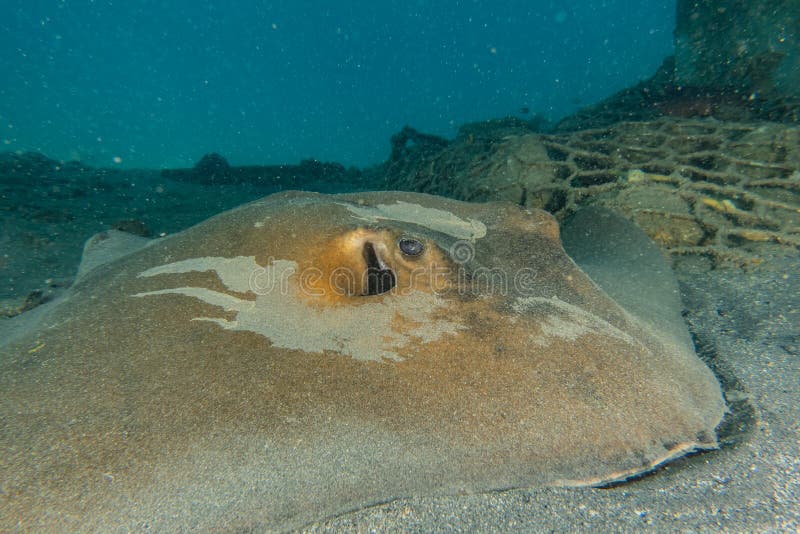 Cowtail Stingray on the Seabed in the Red Sea Stock Photo - Image of ...