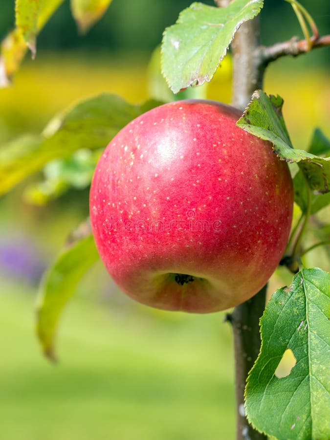 Cox orange pippin apple stock photo. Image of natural - 59532104