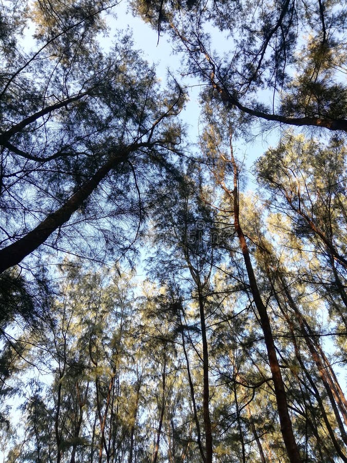 Jhaw Tree Stock Photos - Free & Royalty-Free Stock Photos from Dreamstime