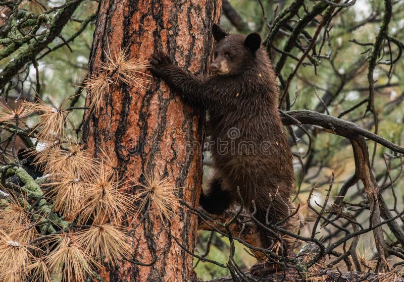A COY Black Bear Cub Climbing a Tree in a Mild Snowstorm Stock Photo ...