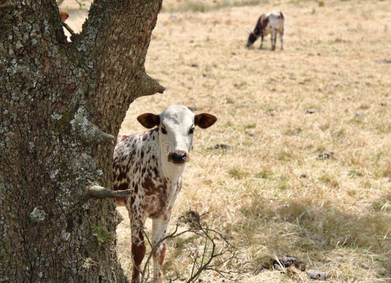 Coy Calf stock photo. Image of tree, baby, hiding, calf - 159746780