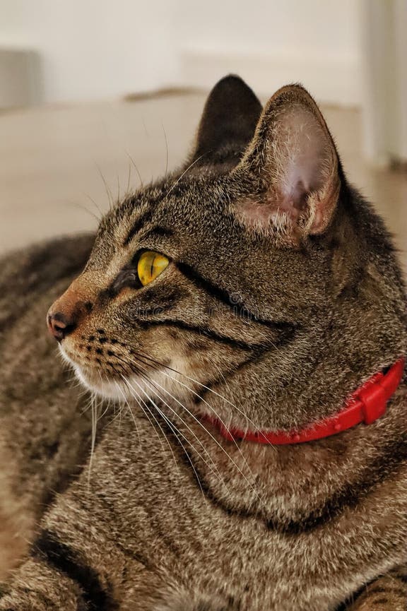 Bashful cat stock image. Image of mammal, skin, snout - 284505561