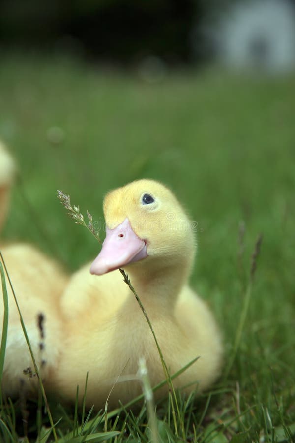 Coy Duckling stock photo. Image of duck, yellow, cute - 37544202