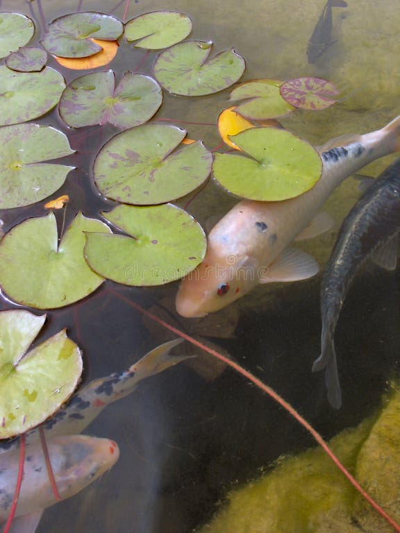 Coy Fish stock photo. Image of plant, fish, orange, water - 24764