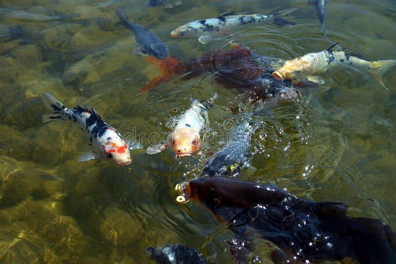 Coy Fish-3 stock photo. Image of feeding, black, food, water - 140556