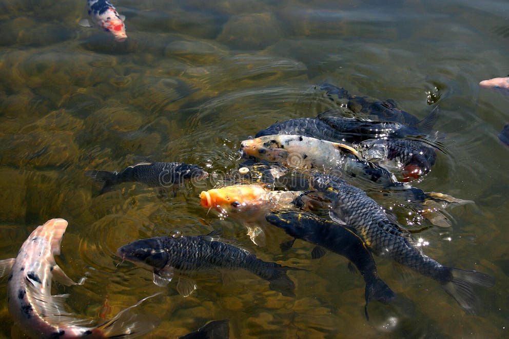 Coy Fish-4 stock image. Image of pond, school, orange, feeding - 140557