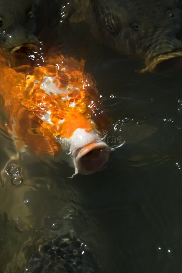 Coy Fish Feeding stock image. Image of marine, feeding - 10208007