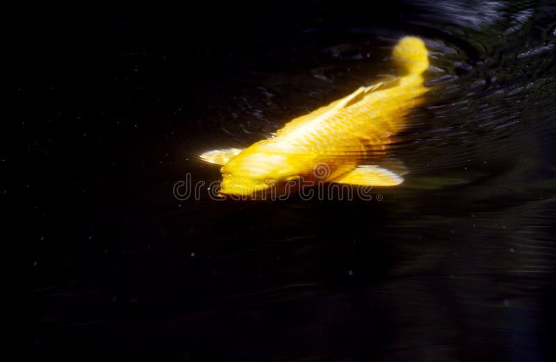 Coy Fish Swimming in Dark Waters. Stock Photo - Image of closeup, wild ...