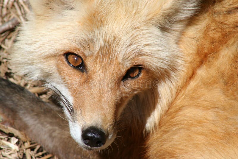 Coy Fox stock photo. Image of wildlife, close, smart - 10834182