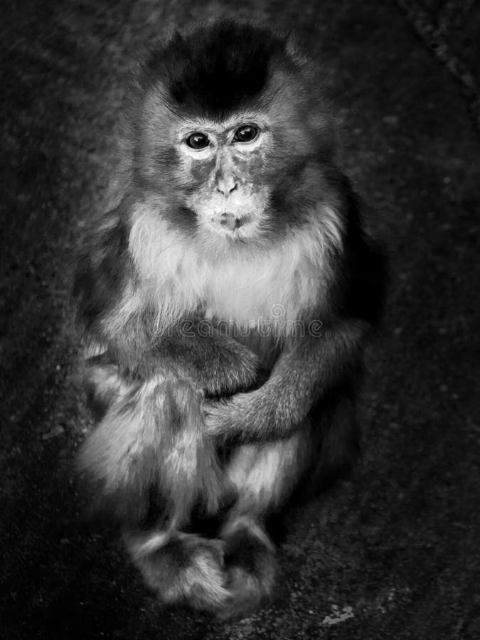 Coy stock image. Image of body, lips, white, hair, fauna - 79783951