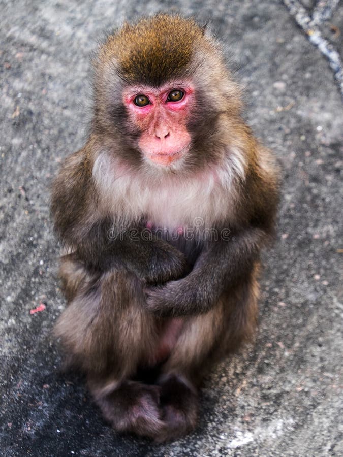 Coy stock image. Image of animal, wildlife, nostrils - 79784413