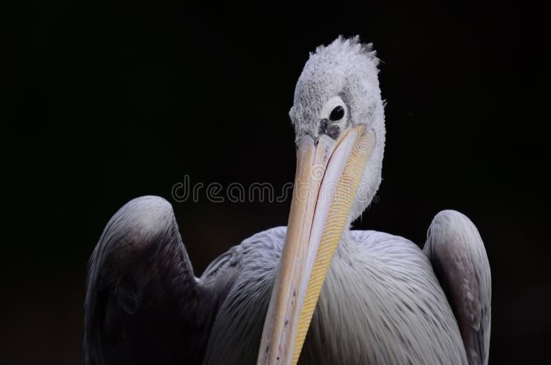 Bird Flexing Wings Stock Photos - Free & Royalty-Free Stock Photos from ...
