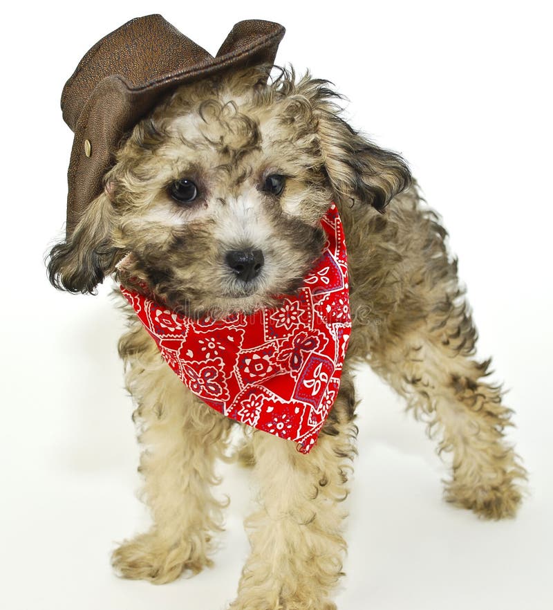 Cowboy Puppy stock image. Image of cowboy, domestic, small - 23221989