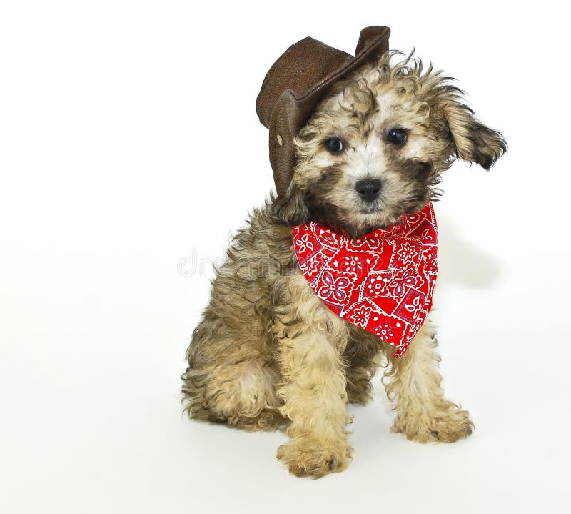 Cowboy Puppy stock image. Image of cowboy, domestic, small - 23221989