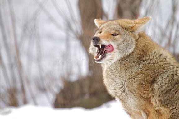 154 Coyote Teeth Stock Photos - Free & Royalty-Free Stock Photos from ...