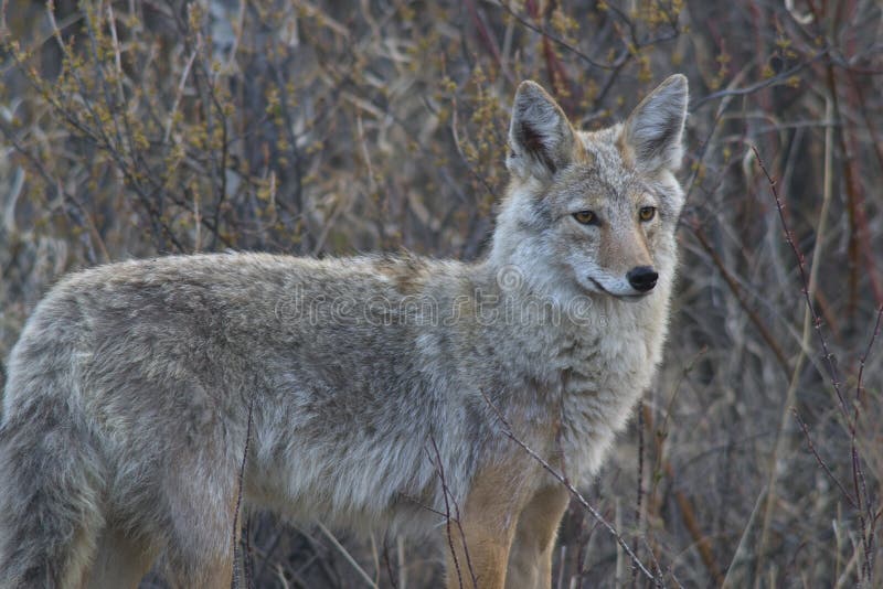 Snarling Coyote stock photo. Image of wildlife, spring - 24583084