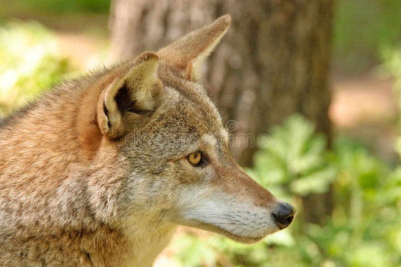 Coyote stock photo. Image of howl, snout, predator, brown - 15047358