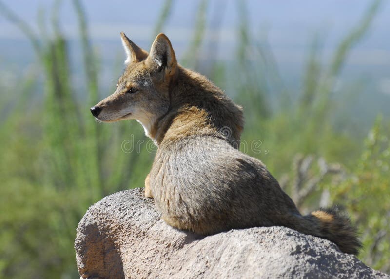 Coyote stock image. Image of wild, beast, ears, head - 15560517