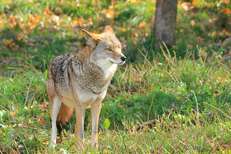 Snarling Coyote stock photo. Image of wildlife, spring - 24583084
