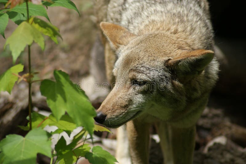 Coyote stock photo. Image of mammal, virginia, brown - 173640466