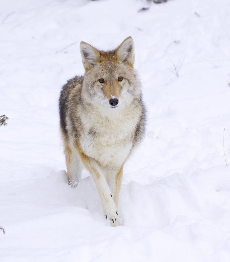 Coyote walking forward stock photo. Image of wildlife - 18733296