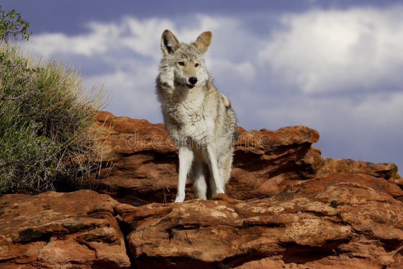 Coyote stock image. Image of outcrop, vocal, coyote, latrans - 53389421