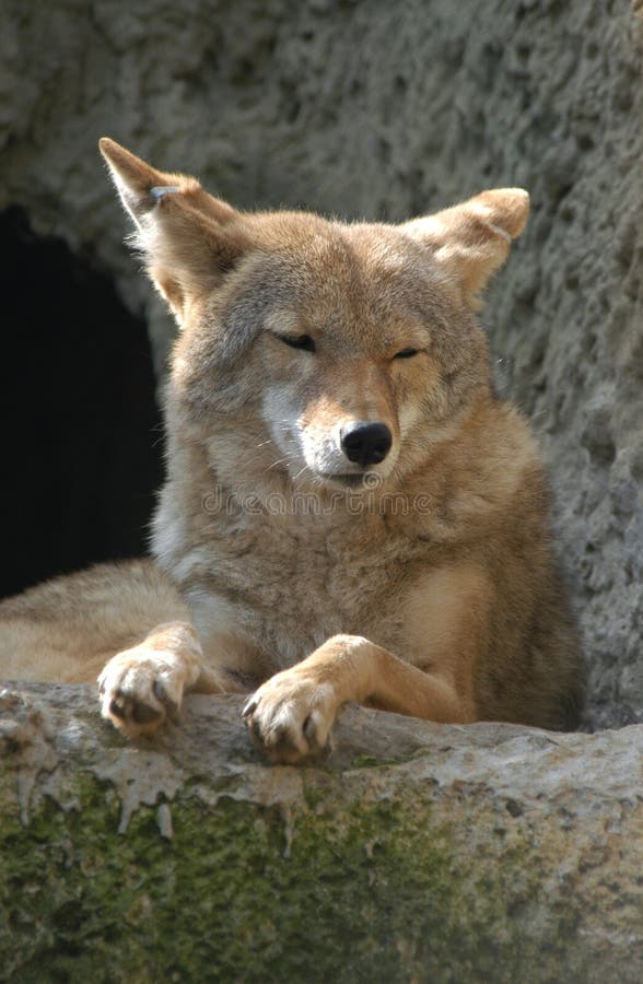 Coyote stock image. Image of meat, creature, grey, hungry - 525465