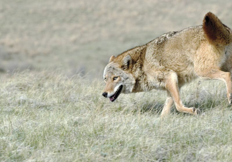 Running coyote stock image. Image of mammal, predator - 1263957