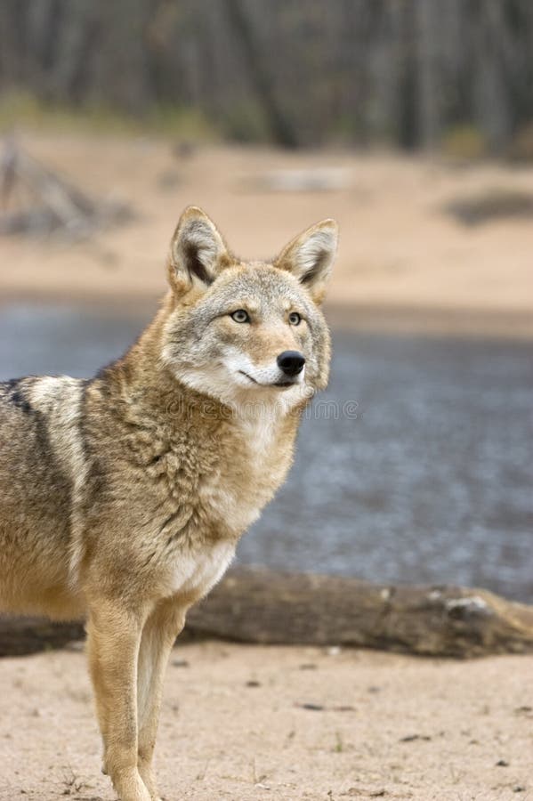Wild Coyote stock image. Image of alberta, wild, southern - 21203985