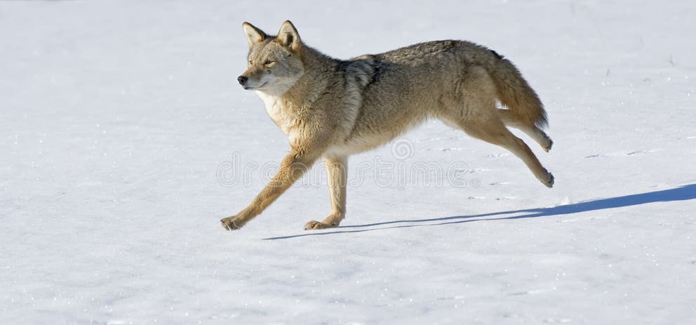 322 Coyote Running Stock Photos - Free & Royalty-Free Stock Photos from ...