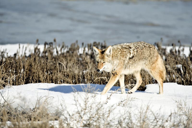 Coyote stock photo. Image of snout, fauna, coyote, prairies - 8038826