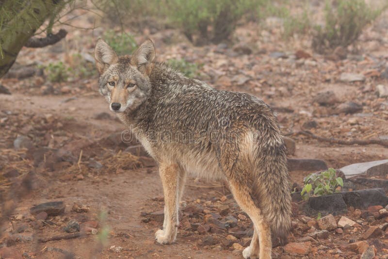 Coyote stock photo. Image of animal, outdoors, alertness - 49720814