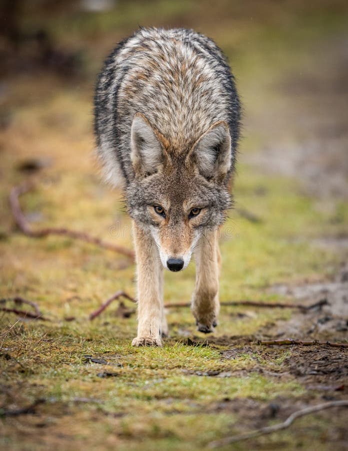 A coyote in Canada stock image. Image of american, nature - 157160691