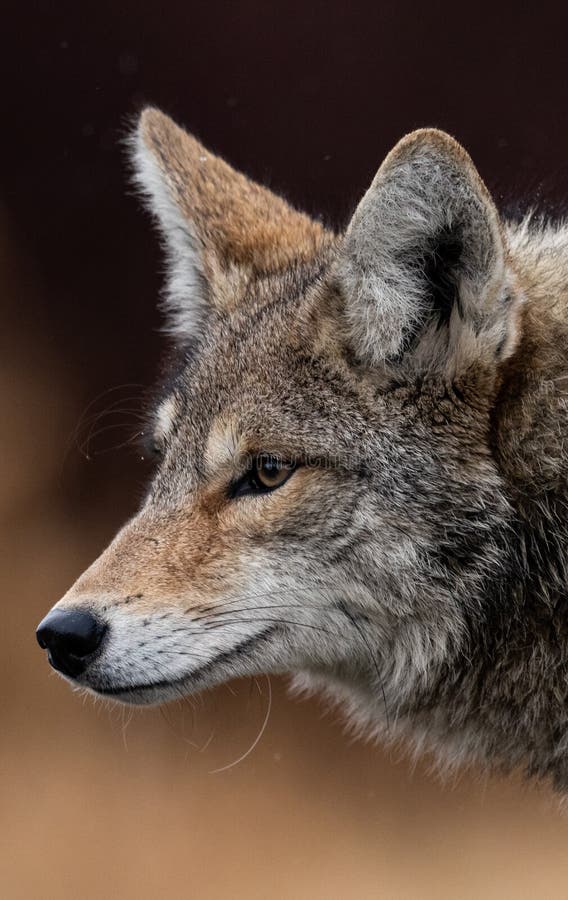 Coyote stock photo. Image of fishing, falcon, acadia - 93071442