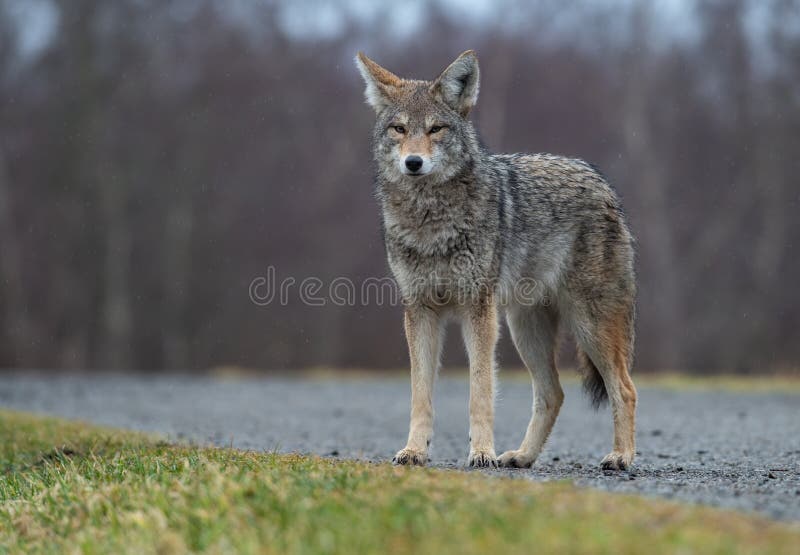 A coyote in Canada stock image. Image of long, park - 157160649
