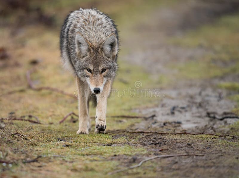 Coyote in Canada stock image. Image of rise, portland - 109877479