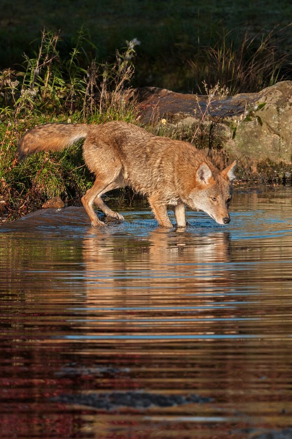 Coyote (Canis Latrans) Dips into Water Stock Image - Image of season ...