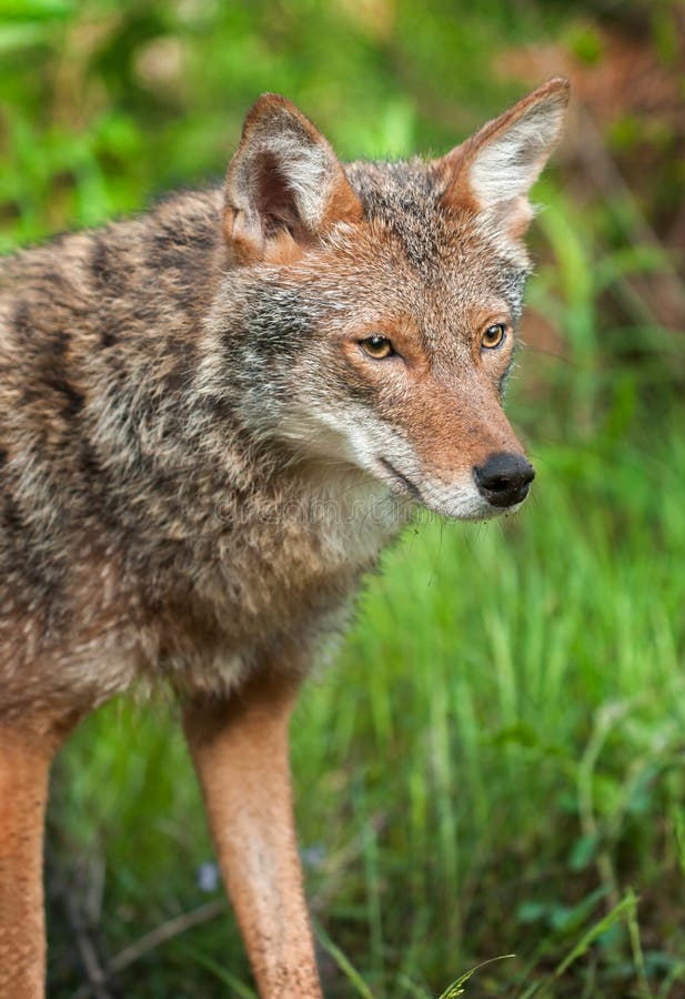613 Coyote Head Photos - Free & Royalty-Free Stock Photos from Dreamstime