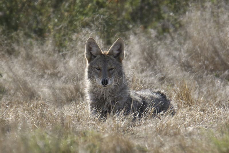 Coyote Sitting Dry Grass Stock Photos - Free & Royalty-Free Stock ...