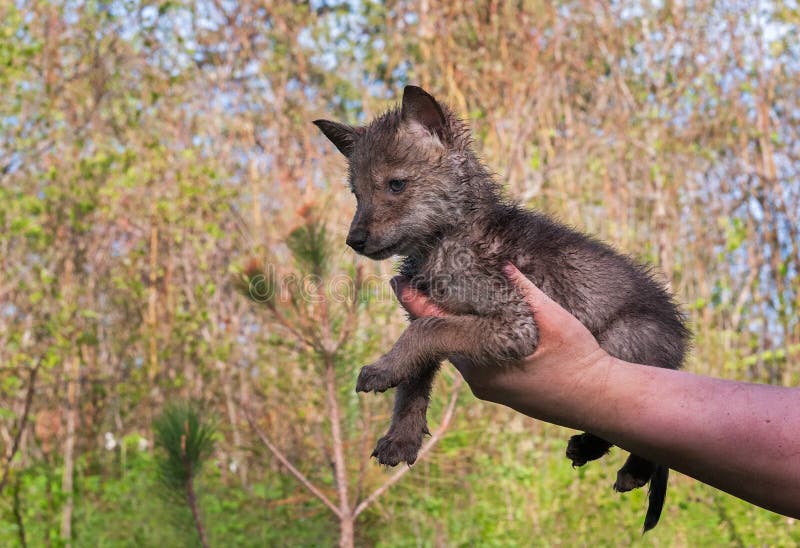 Coyote (Canis Latrans) Pup Held in Hand Stock Image - Image of hand ...